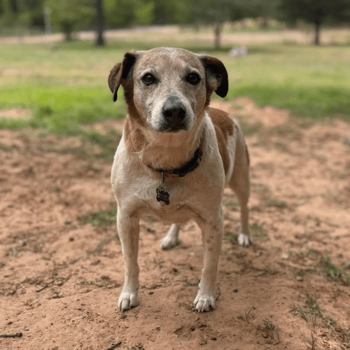 Forever Foster Dogs – We’re OK Foundation
