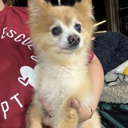 Romeo – We’re OK Foundation