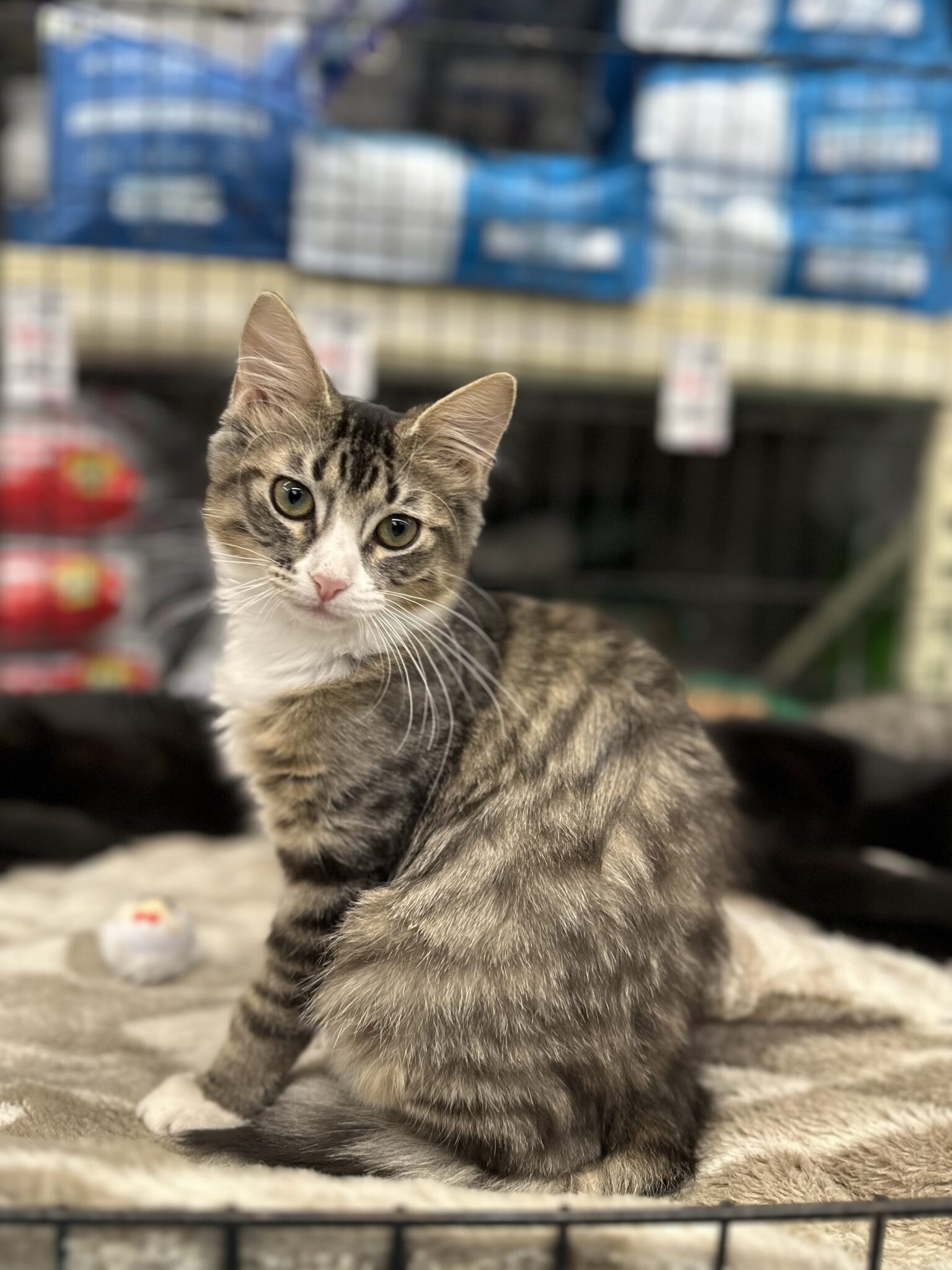 Recovery Room Cats – We’re OK Foundation