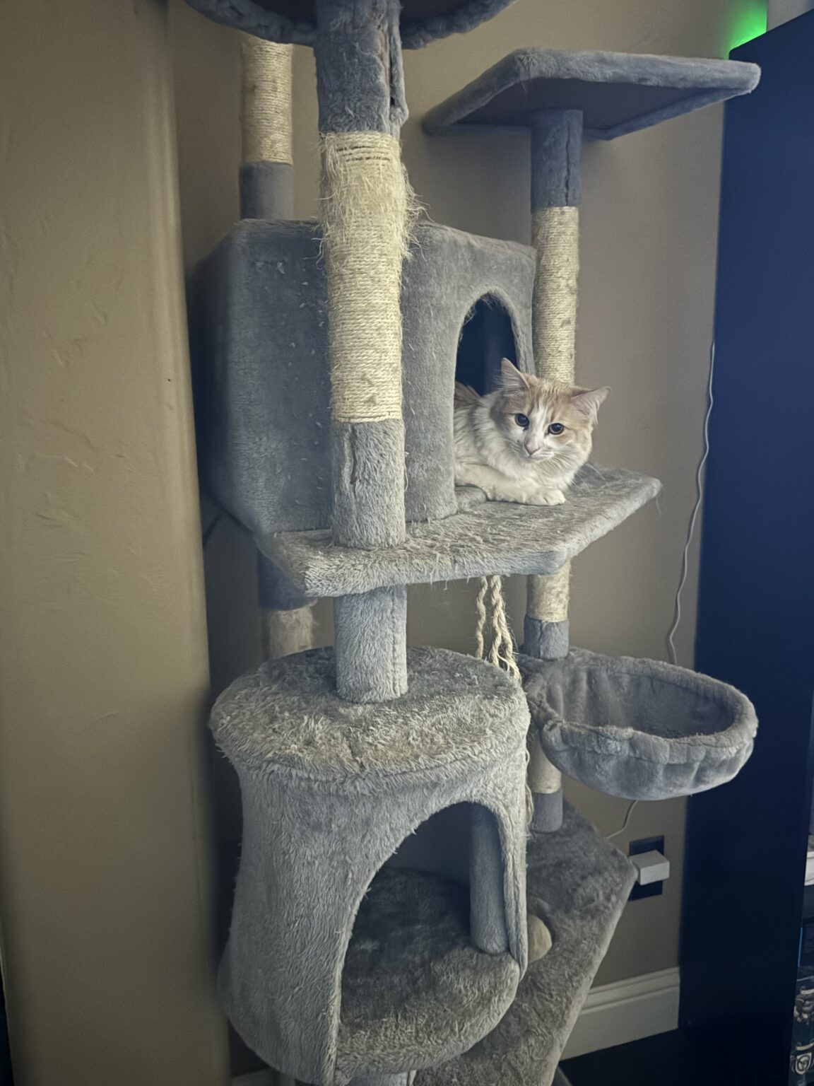 Forever Foster Cats – We’re OK Foundation